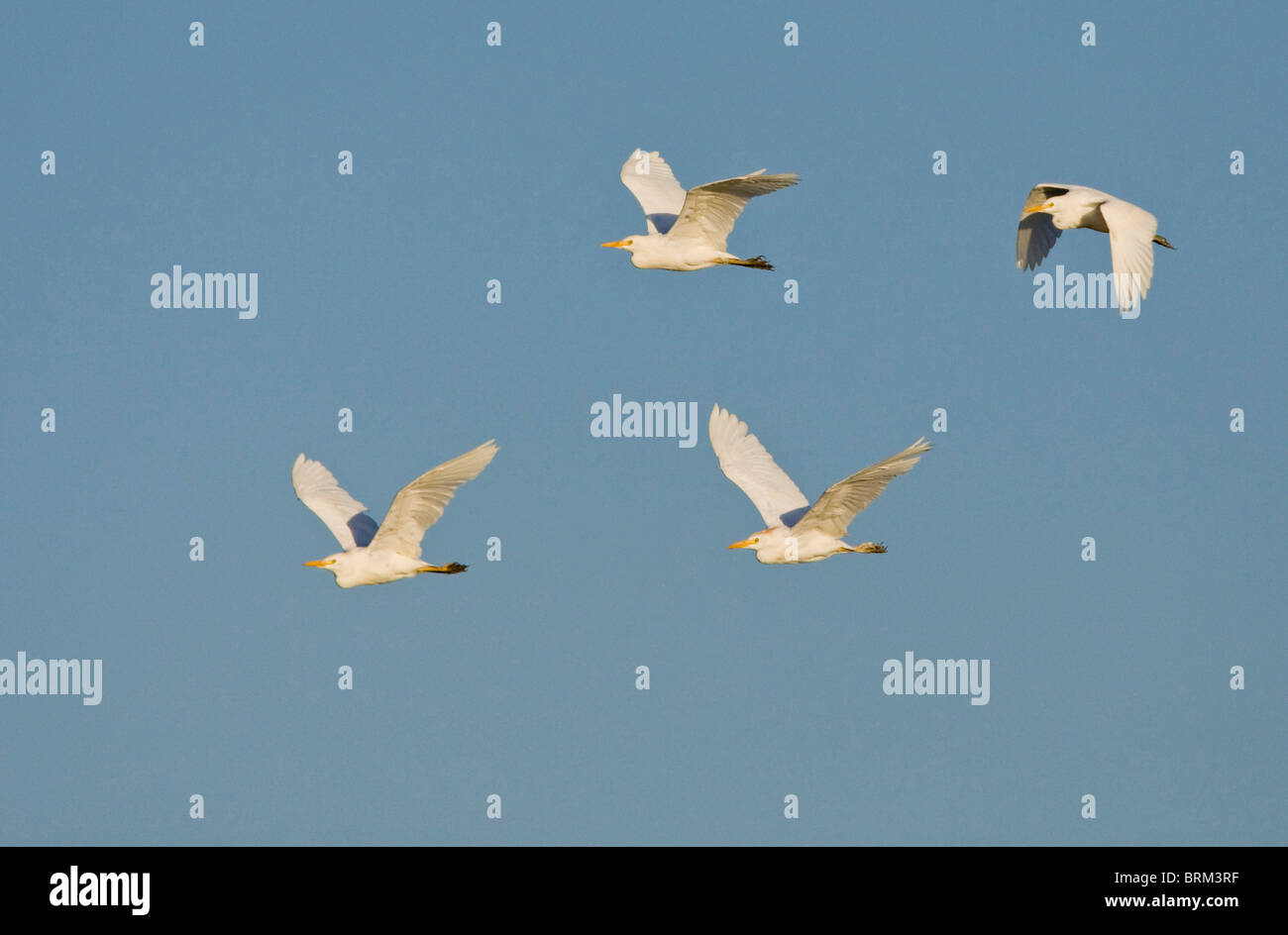 Cattle egret flock flying Stock Photo - Alamy