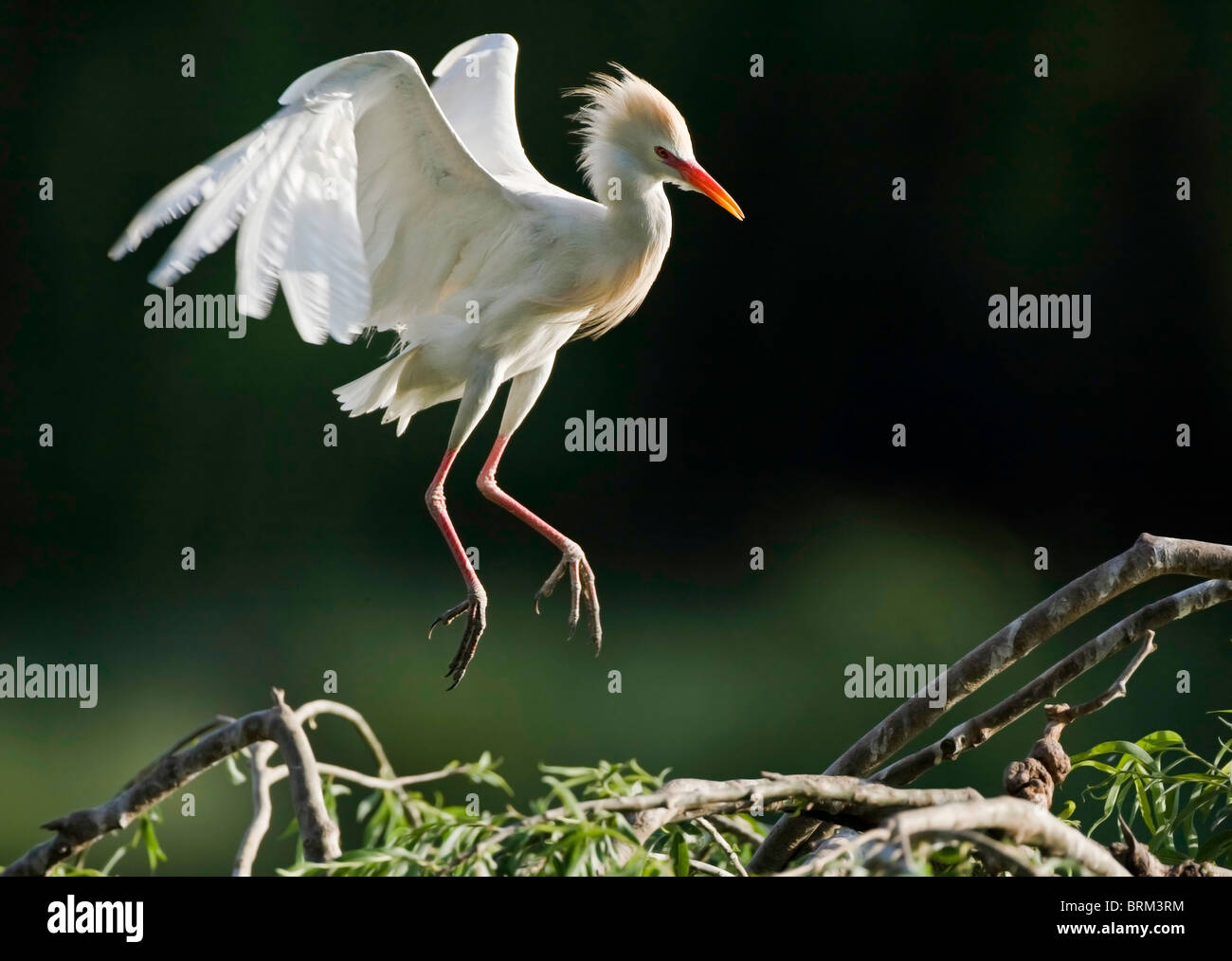 Landing south hi-res stock photography and images - Alamy
