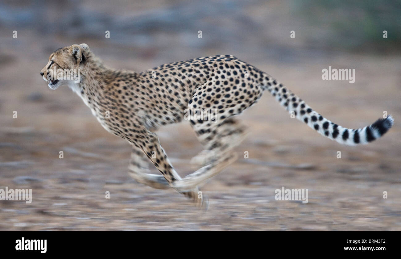 Running Cheetah Hd