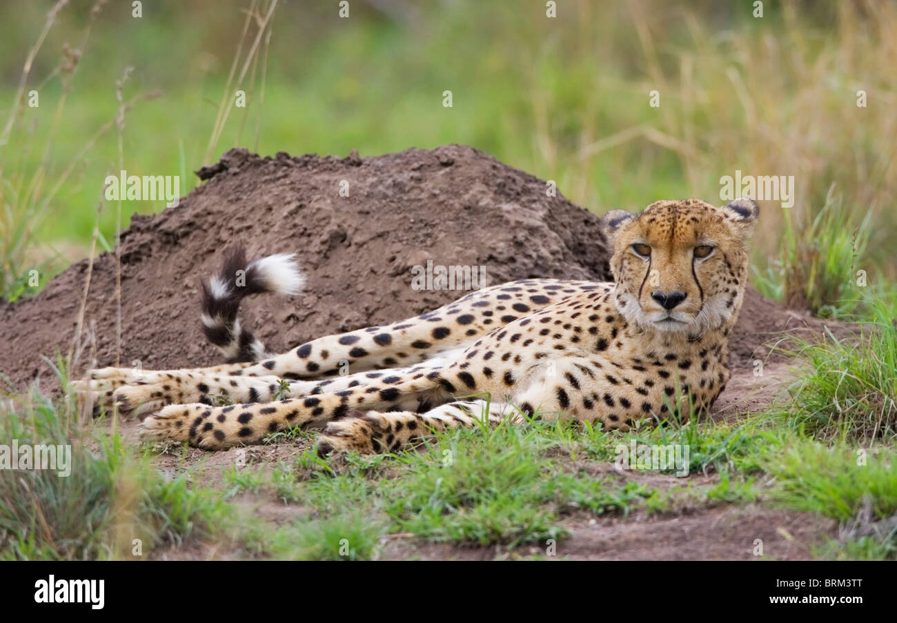 Cheetah lying down with tail flicking Stock Photo - Alamy