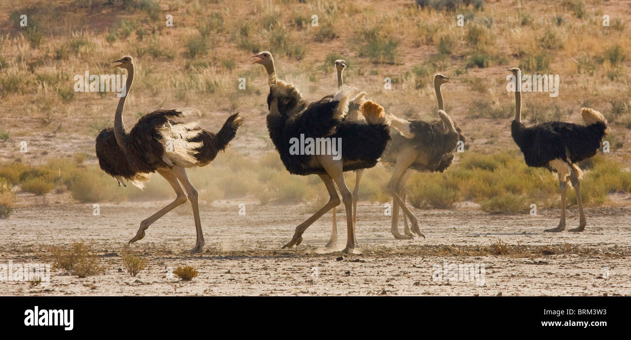 Three common ostrich chasing one another in a desert landscape Stock ...