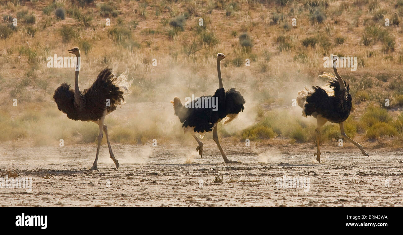 Ostrich running motion hi-res stock photography and images - Alamy