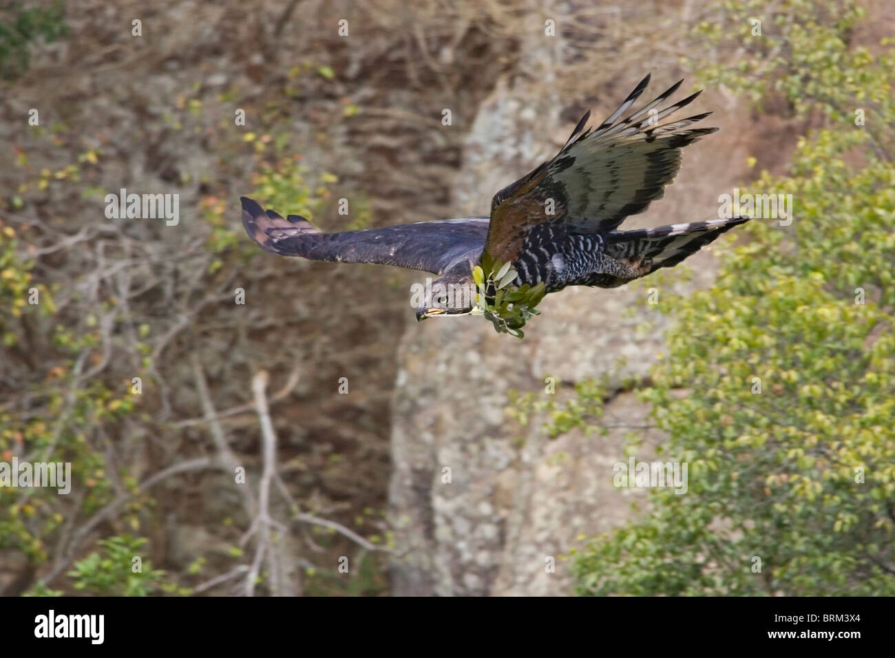 Crowned eagle carrying nesting material Stock Photo - Alamy
