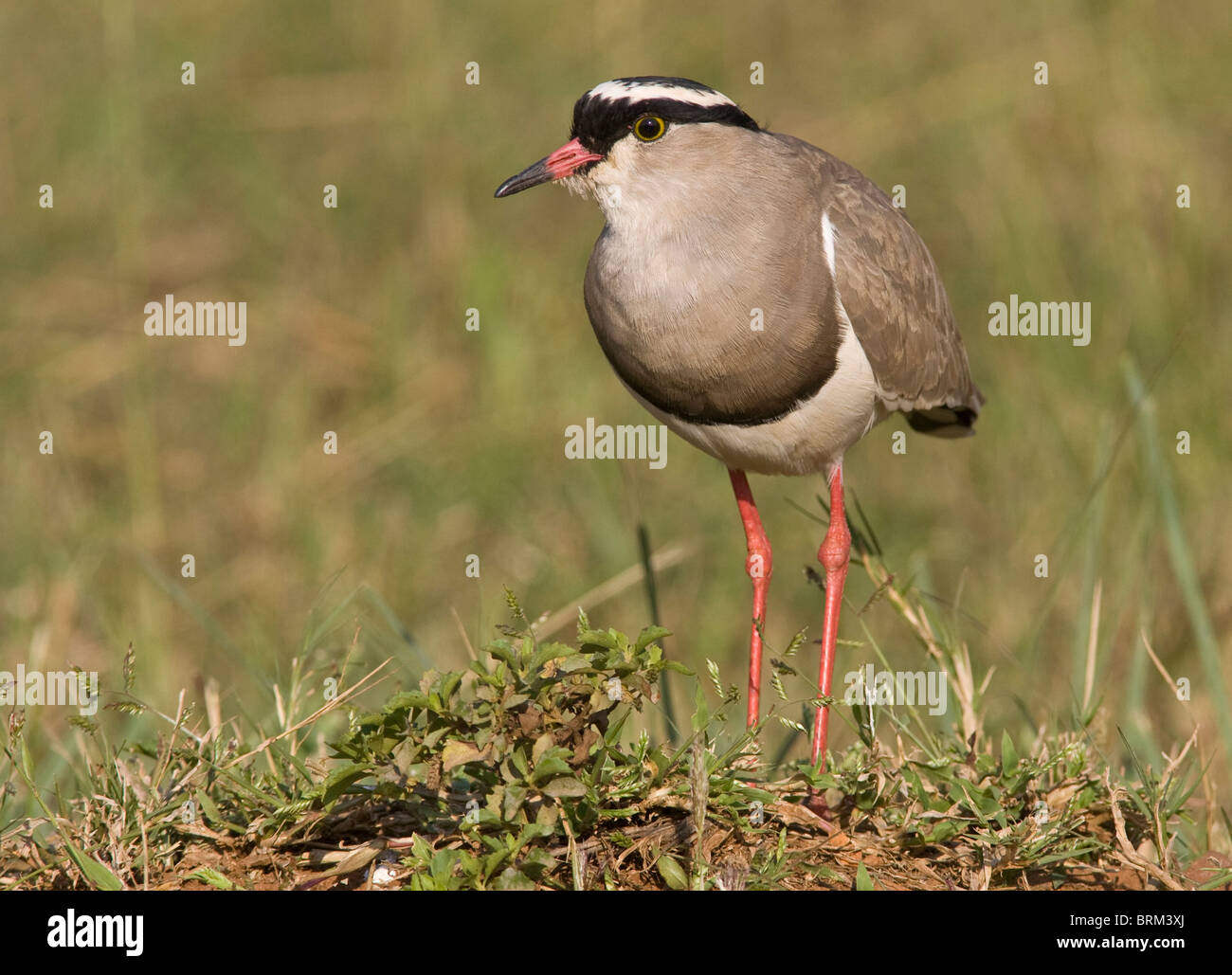 Lapwing eye hi-res stock photography and images - Alamy