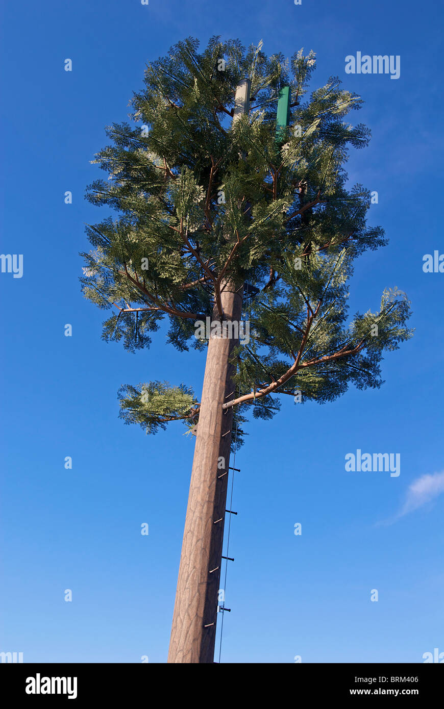 Mobile phone mast disguised tree hi-res stock photography and images ...