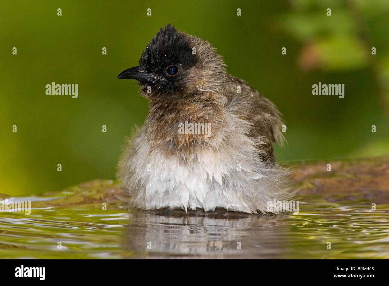 Waterbath hi-res stock photography and images - Alamy