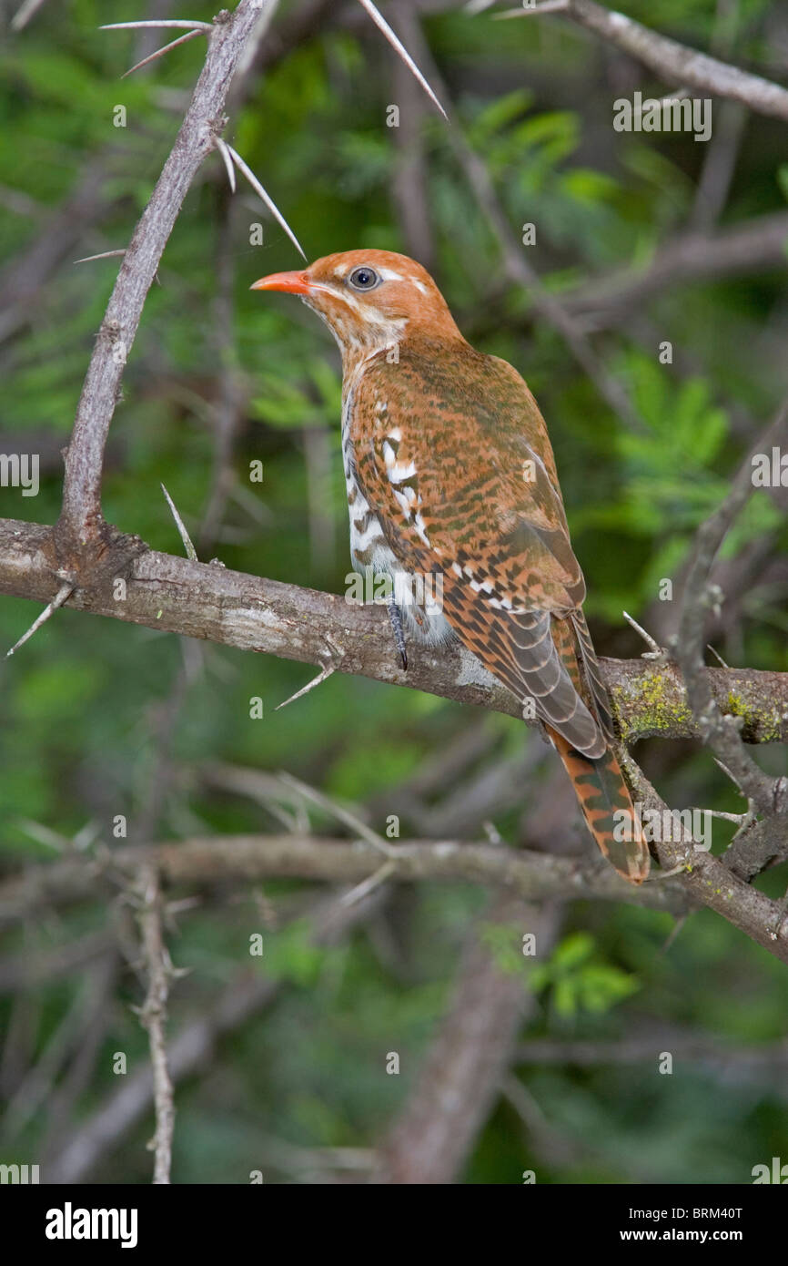 Diderick cuckoo hi-res stock photography and images - Alamy