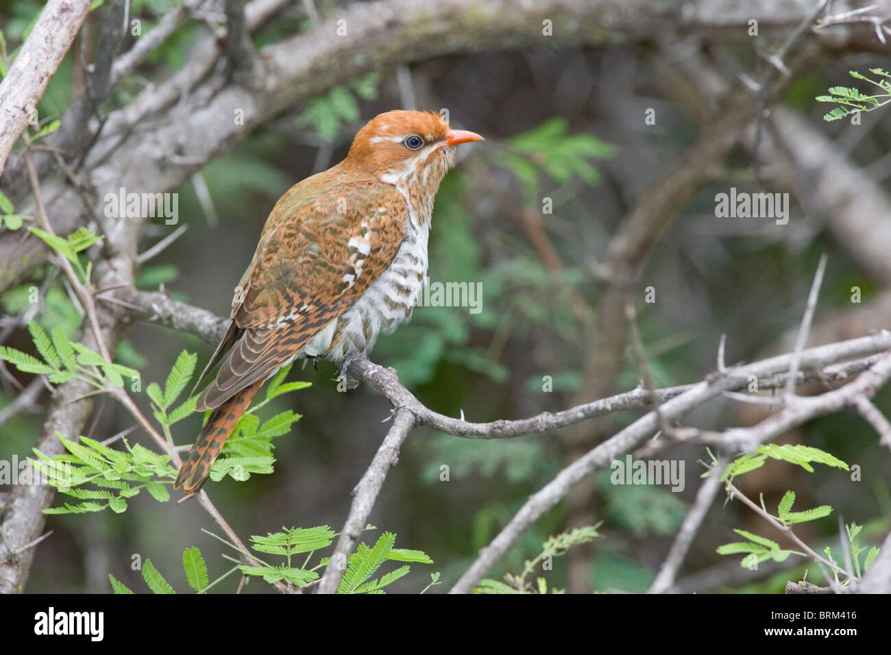 Diderick cuckoo hi-res stock photography and images - Alamy