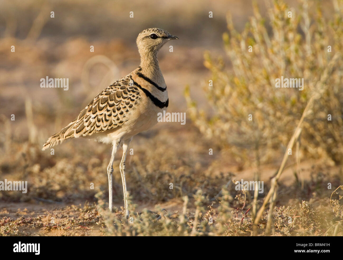 Banded beige hi-res stock photography and images - Alamy