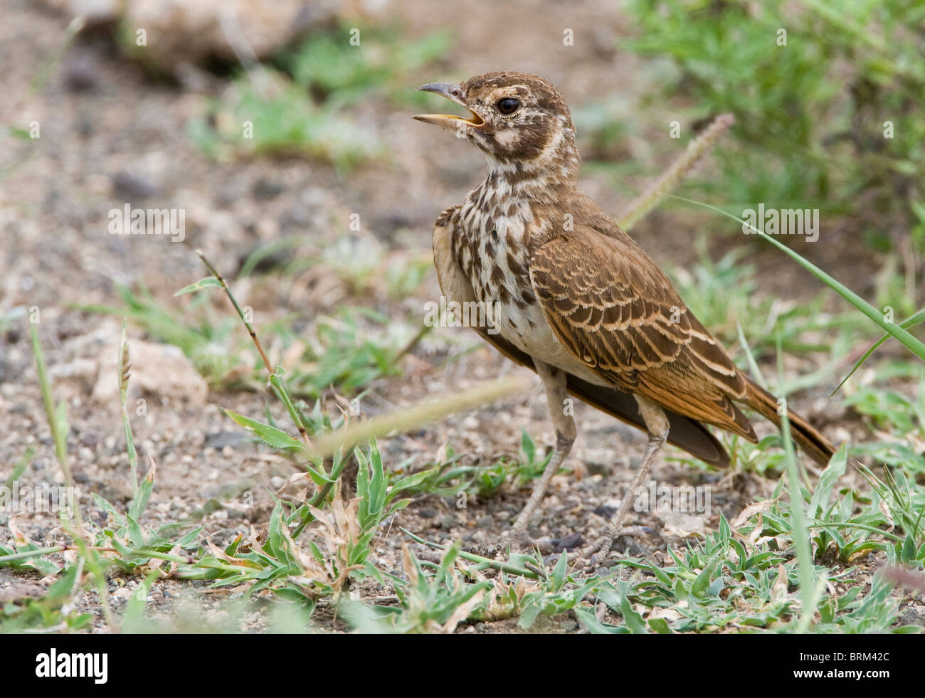 Dusky Lark calling Stock Photo - Alamy