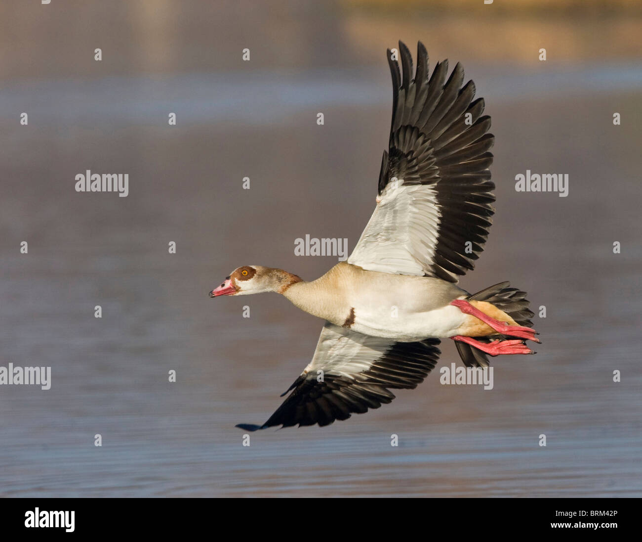 Egyptian goose in flight Stock Photo - Alamy
