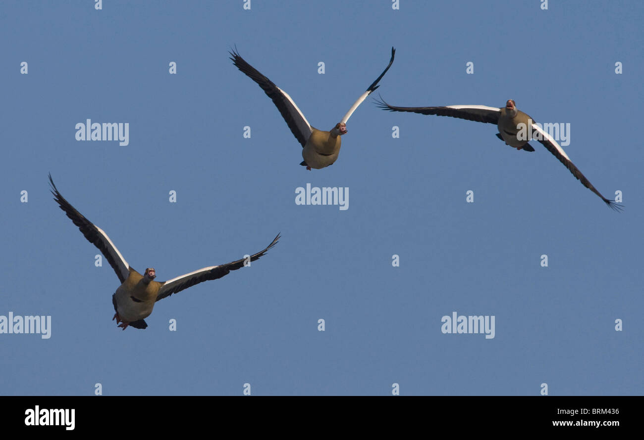 Egyptian goose in flight Stock Photo - Alamy