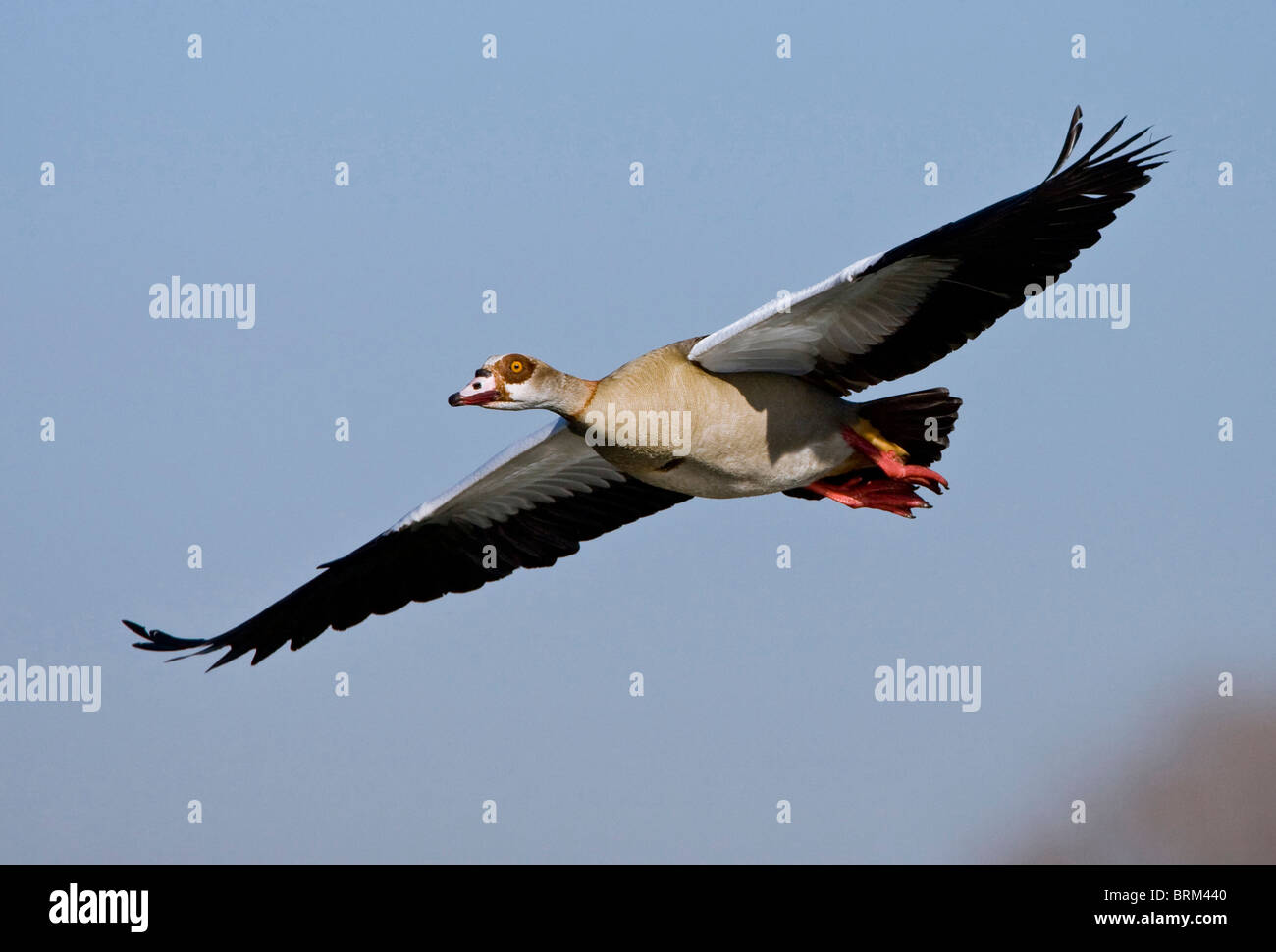 Egyptian goose in flight Stock Photo - Alamy