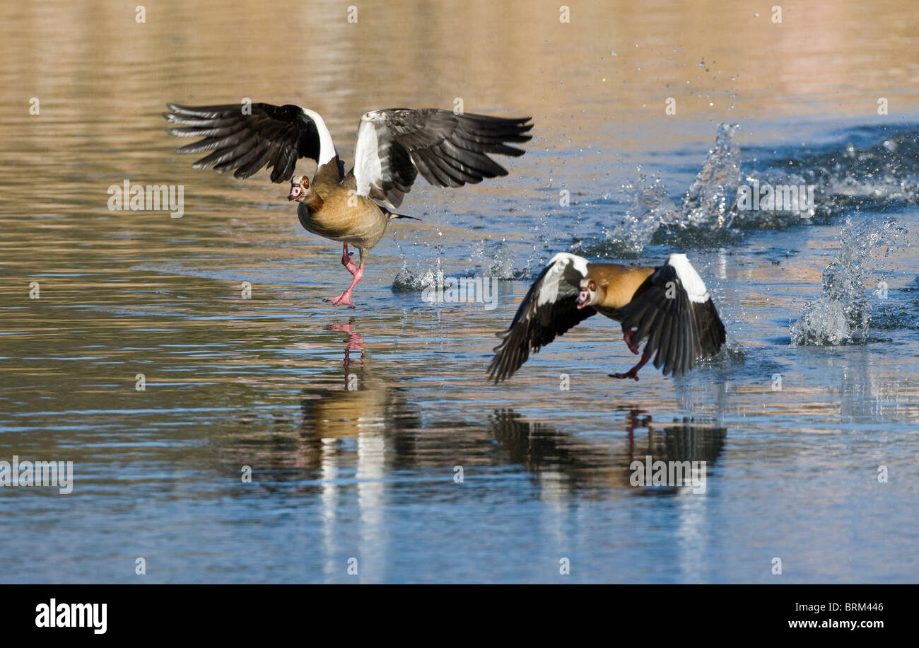 Egyptian goose running on water to take off Stock Photo - Alamy