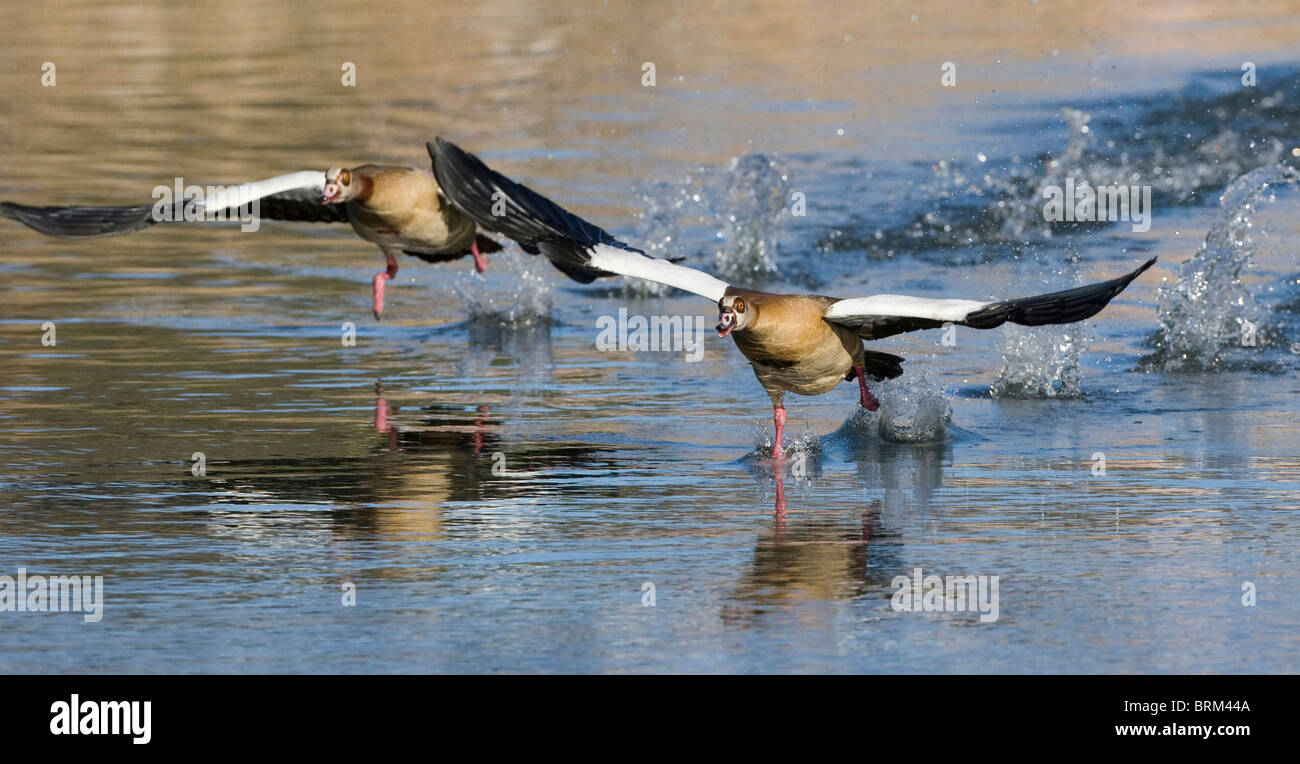 Egyptian goose running on water to take off Stock Photo - Alamy