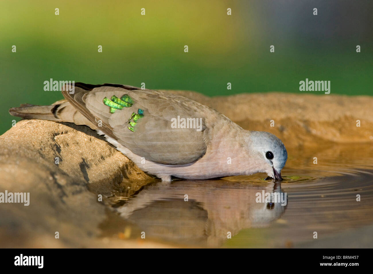 Waterbath hi-res stock photography and images - Alamy