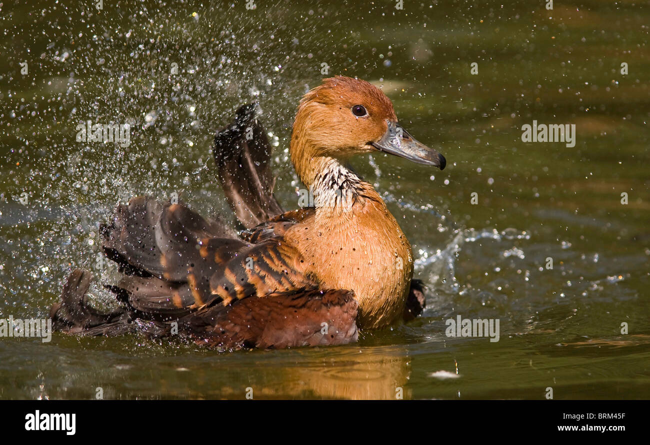 Fulvous duck bathing Stock Photo - Alamy