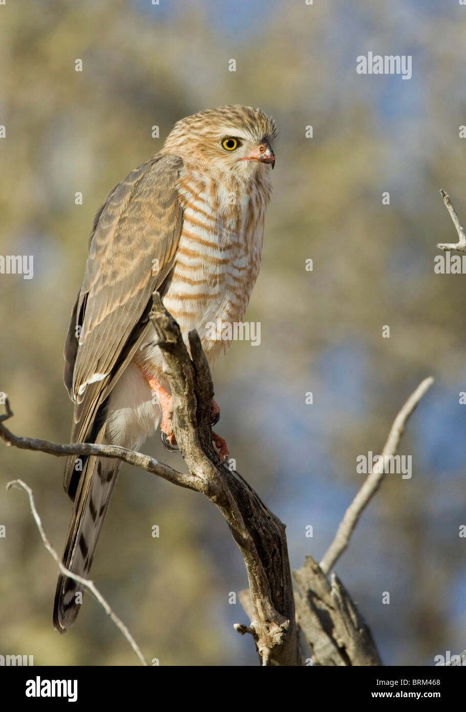 African goshawk hi-res stock photography and images - Alamy