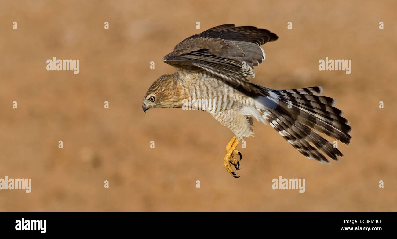 Northern goshawk flying hi-res stock photography and images - Alamy