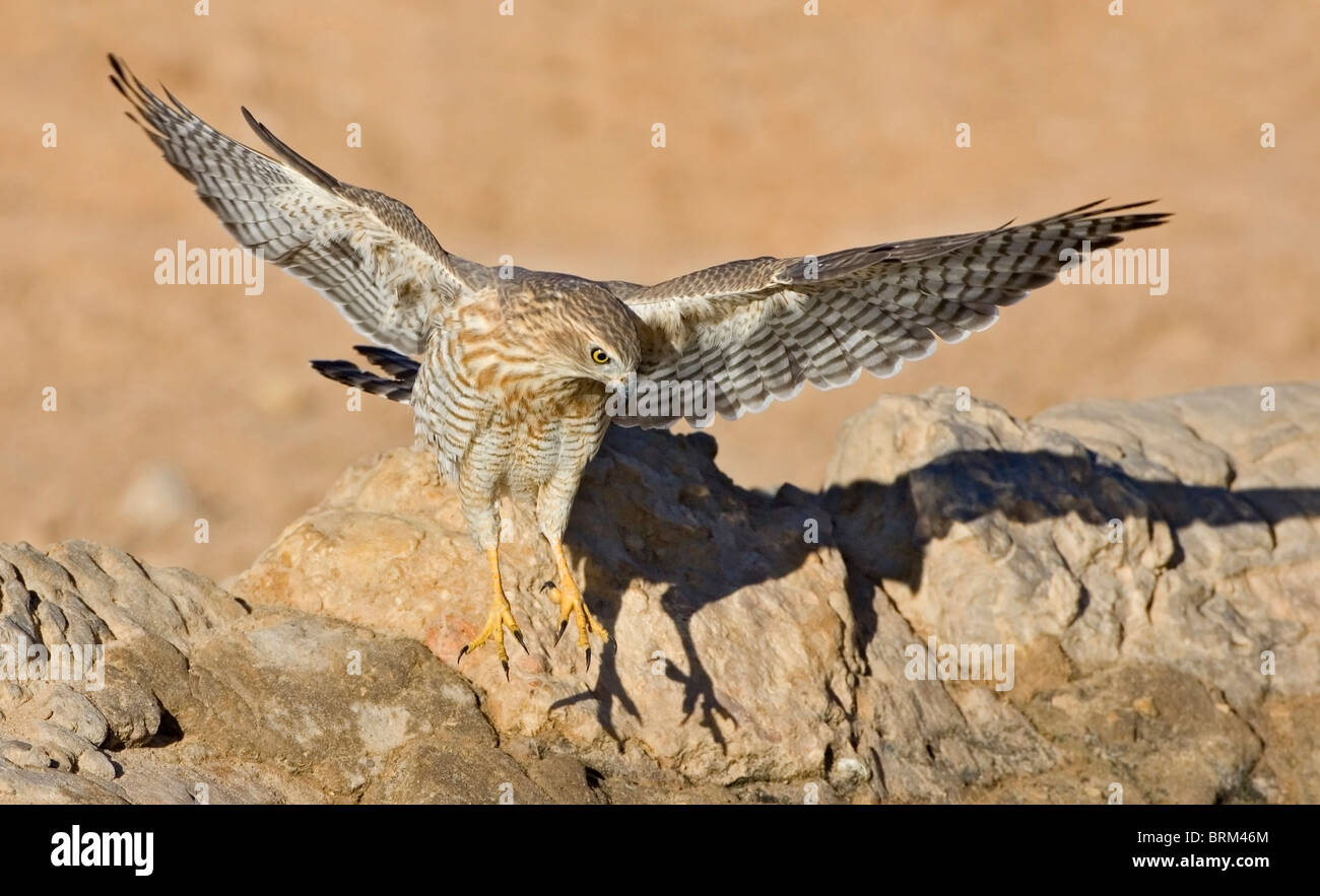 Goshawk flying hi-res stock photography and images - Alamy