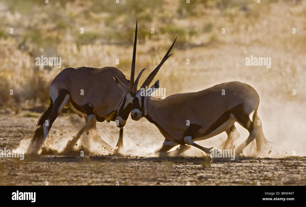 Gemsbok Fighting High Resolution Stock Photography and Images - Alamy