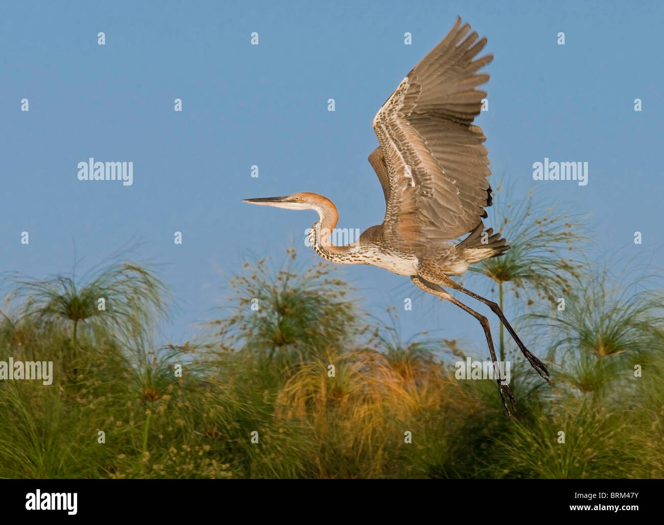 Goliath heron hi-res stock photography and images - Alamy
