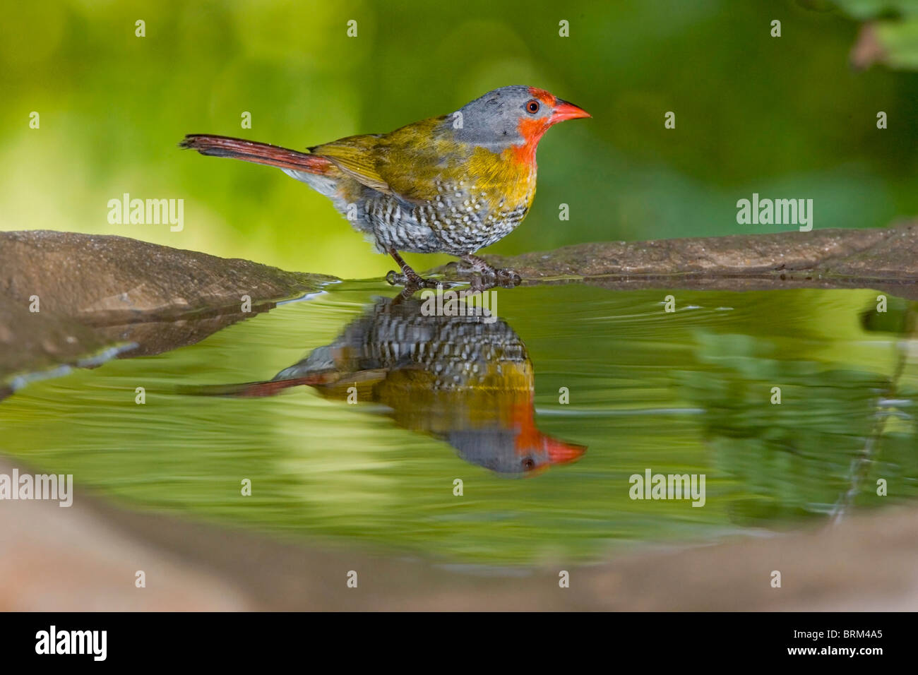 Red winged pytilia hi-res stock photography and images - Alamy