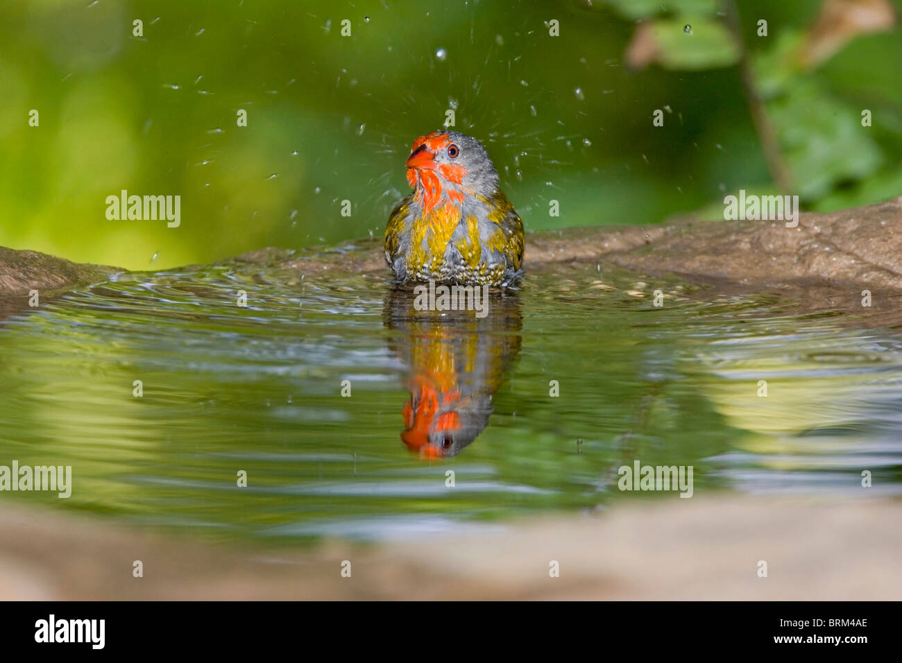 Red winged pytilia hi-res stock photography and images - Alamy