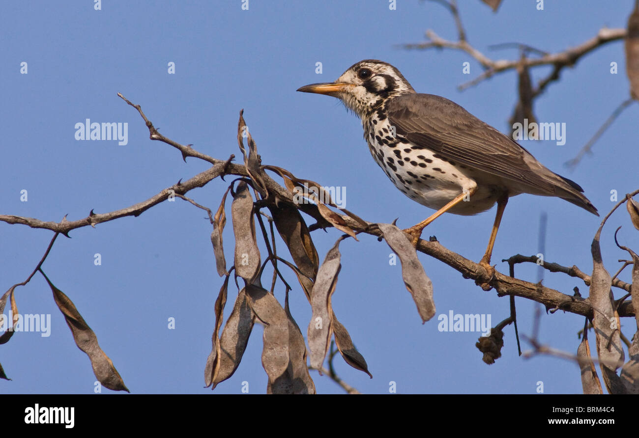African thrush hi-res stock photography and images - Alamy
