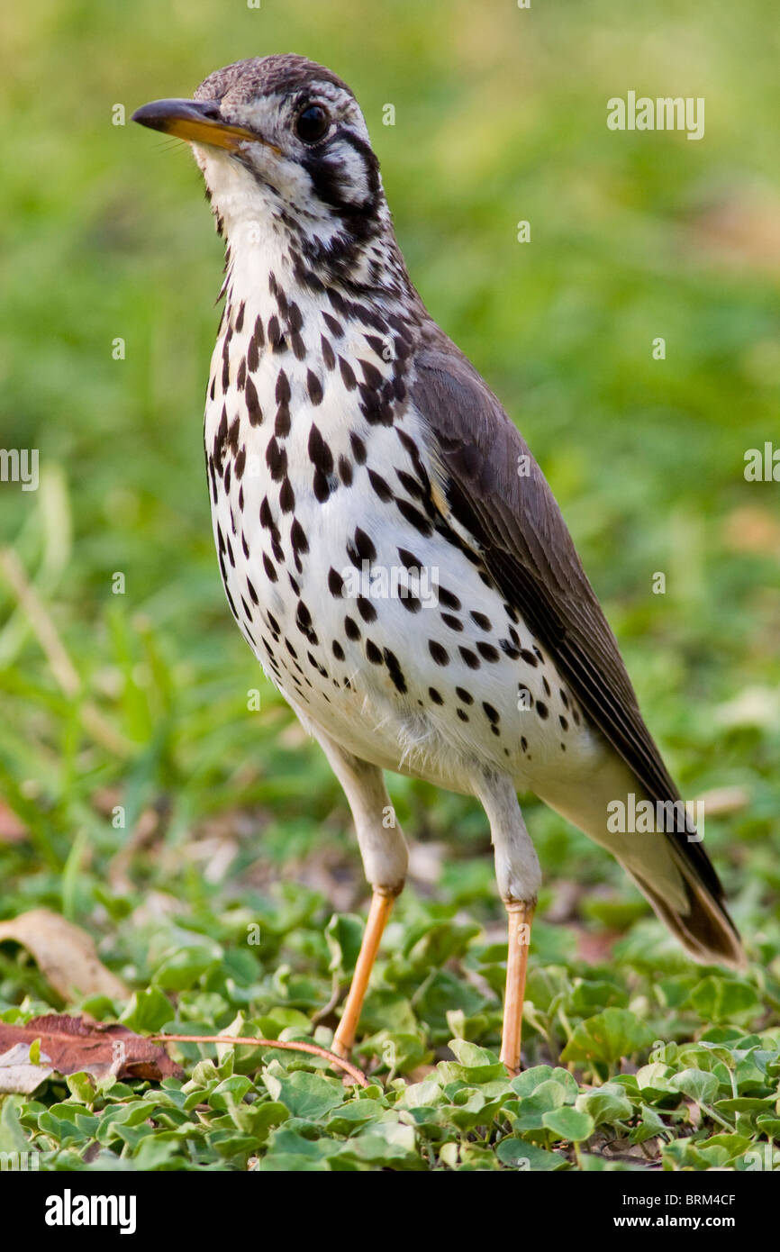 African thrush hi-res stock photography and images - Alamy