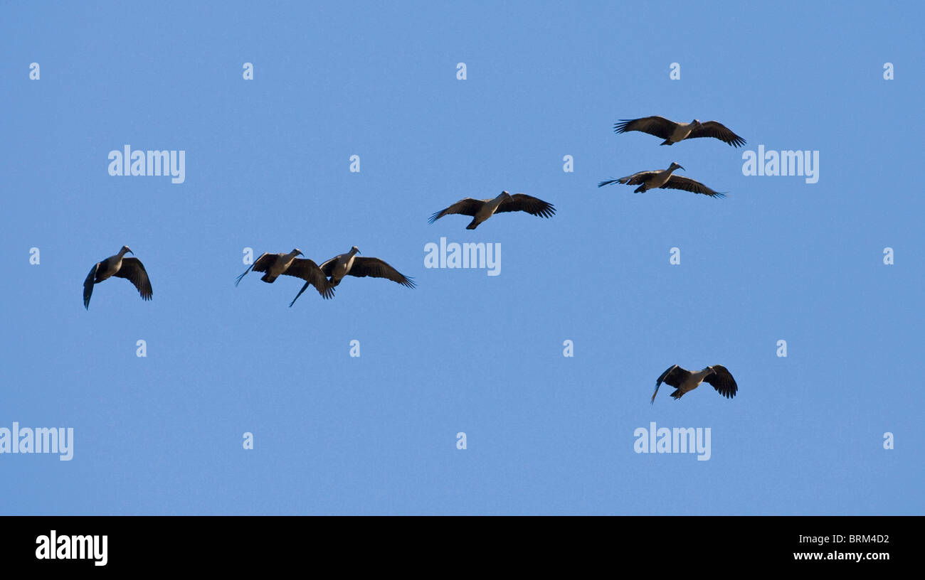 Hadeda ibis flock in flight Stock Photo - Alamy