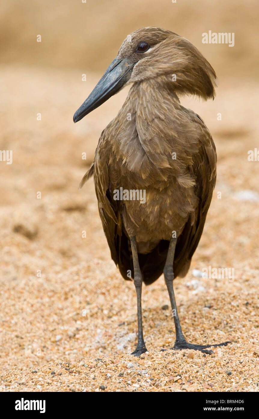 Hamerkop hi-res stock photography and images - Alamy