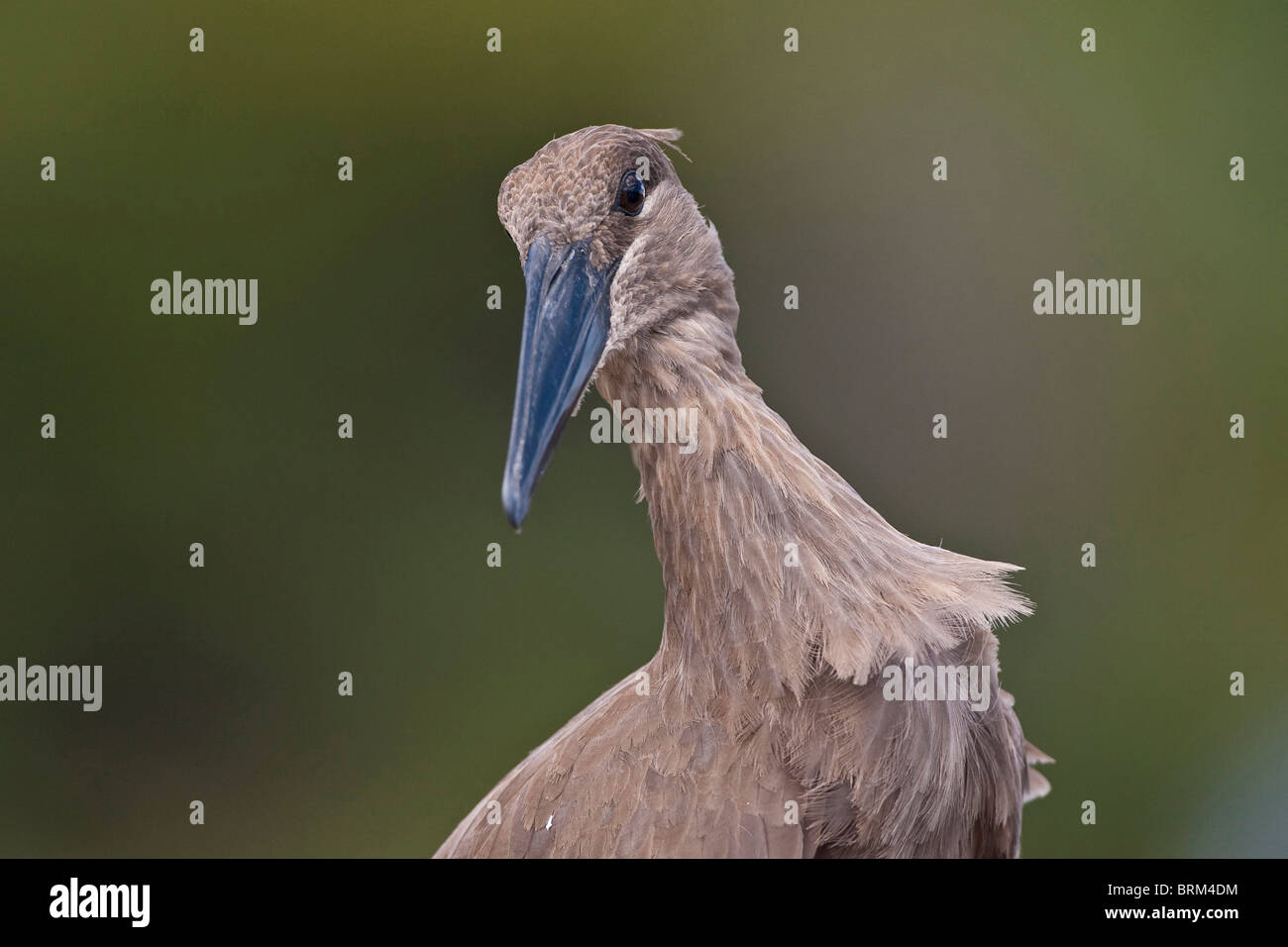 Portrait of a hamerkop Stock Photo - Alamy