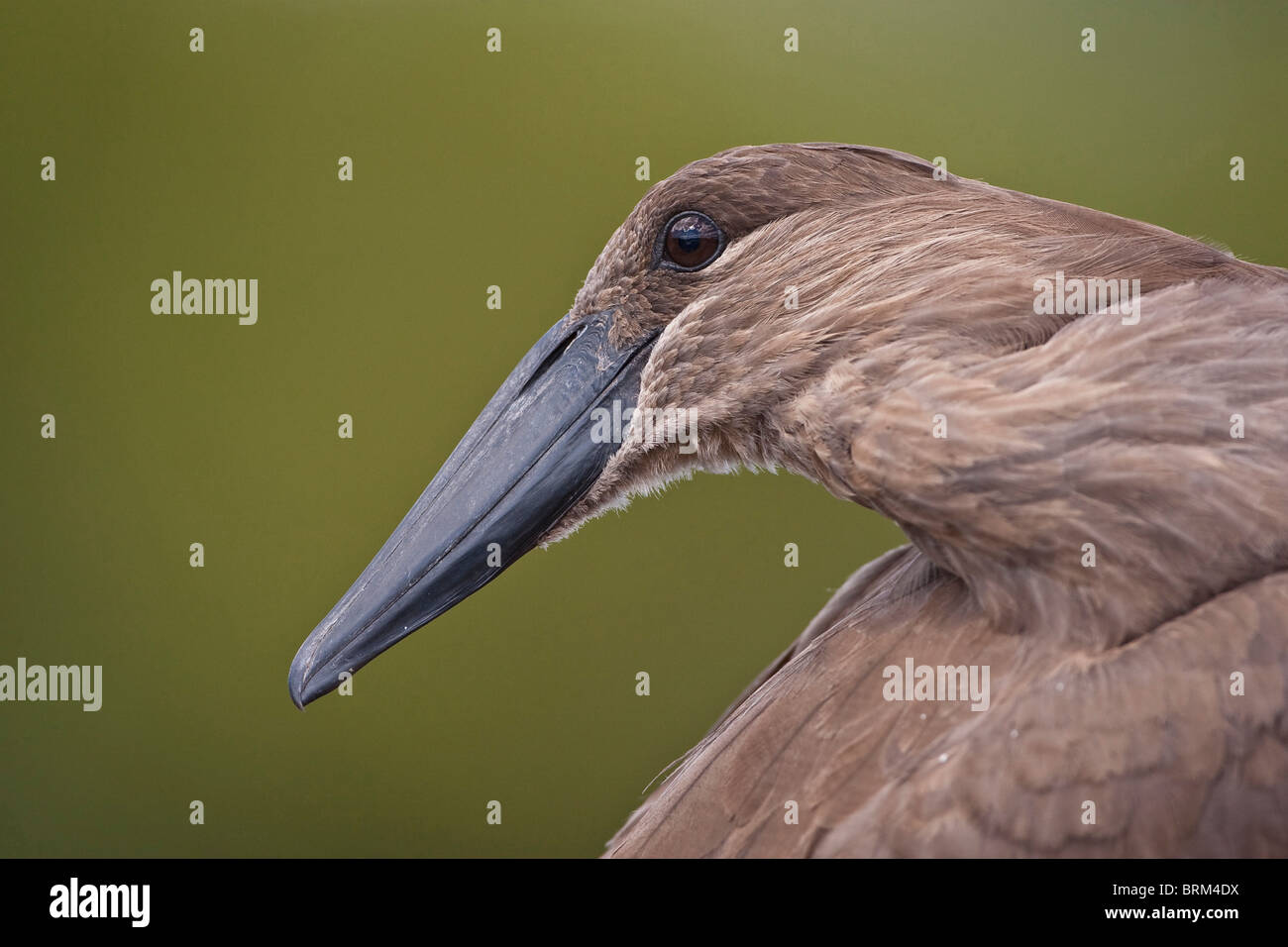 Portrait of a hamerkop looking back over his shoulder Stock Photo - Alamy