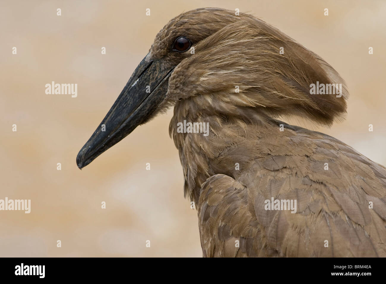 Hamerkop hi-res stock photography and images - Alamy