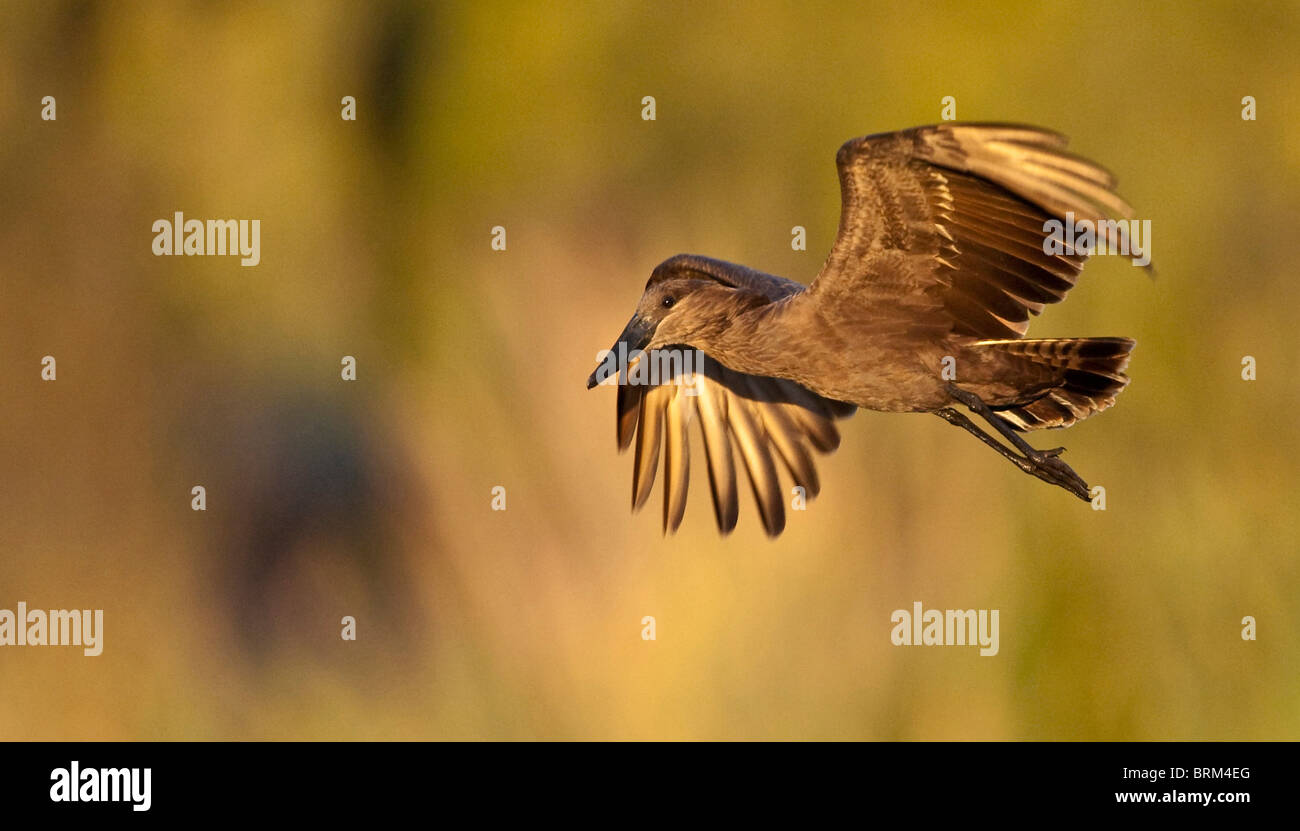 Flying hamerkop hi-res stock photography and images - Alamy