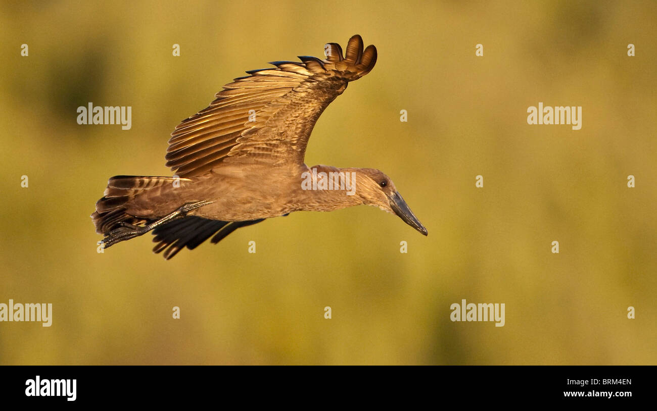 Hamerkop hi-res stock photography and images - Alamy