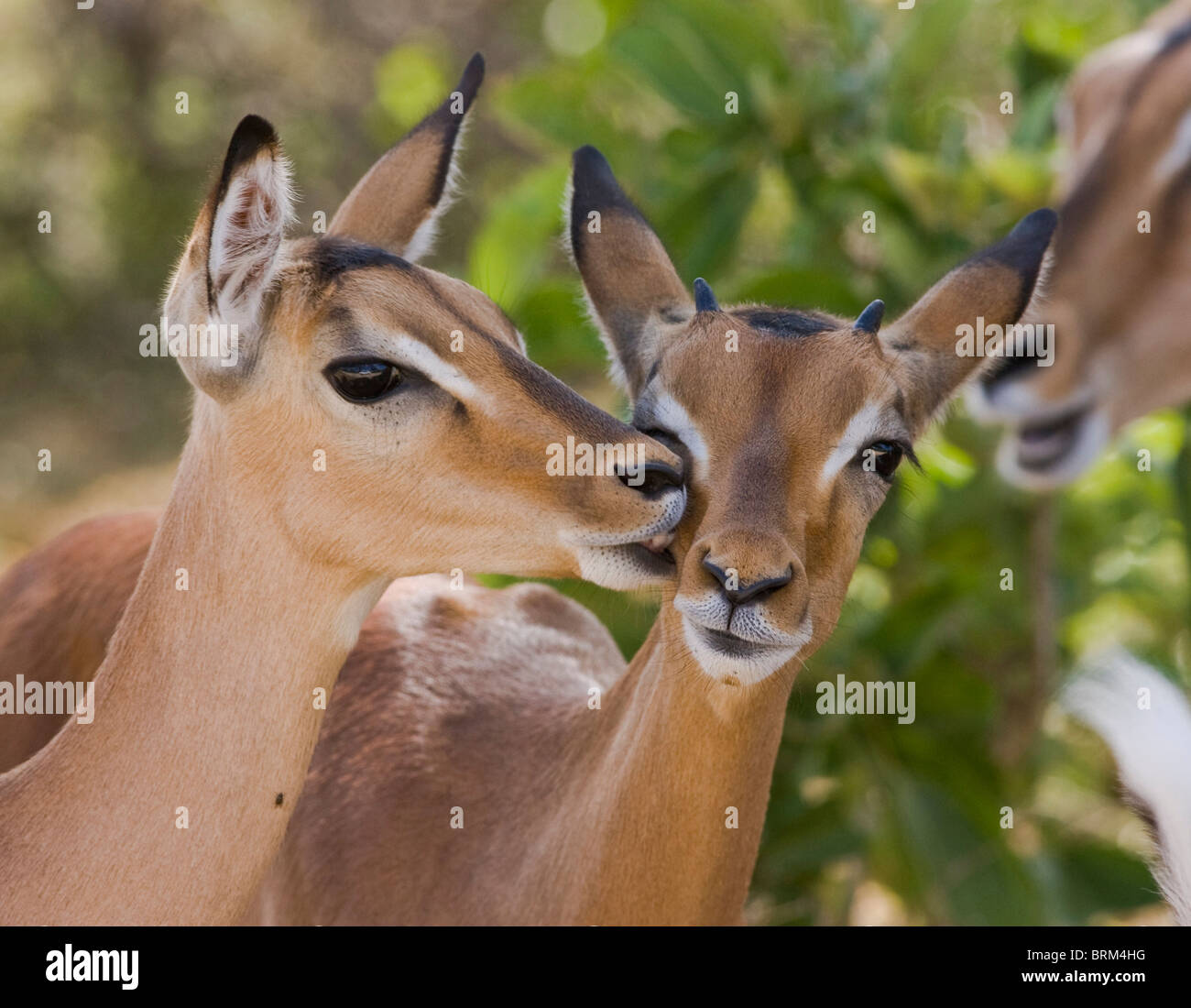 Impala foals grooming each other Stock Photo - Alamy