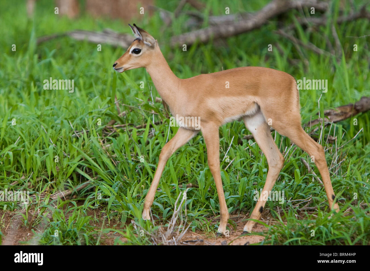 Impala foal hi-res stock photography and images - Alamy