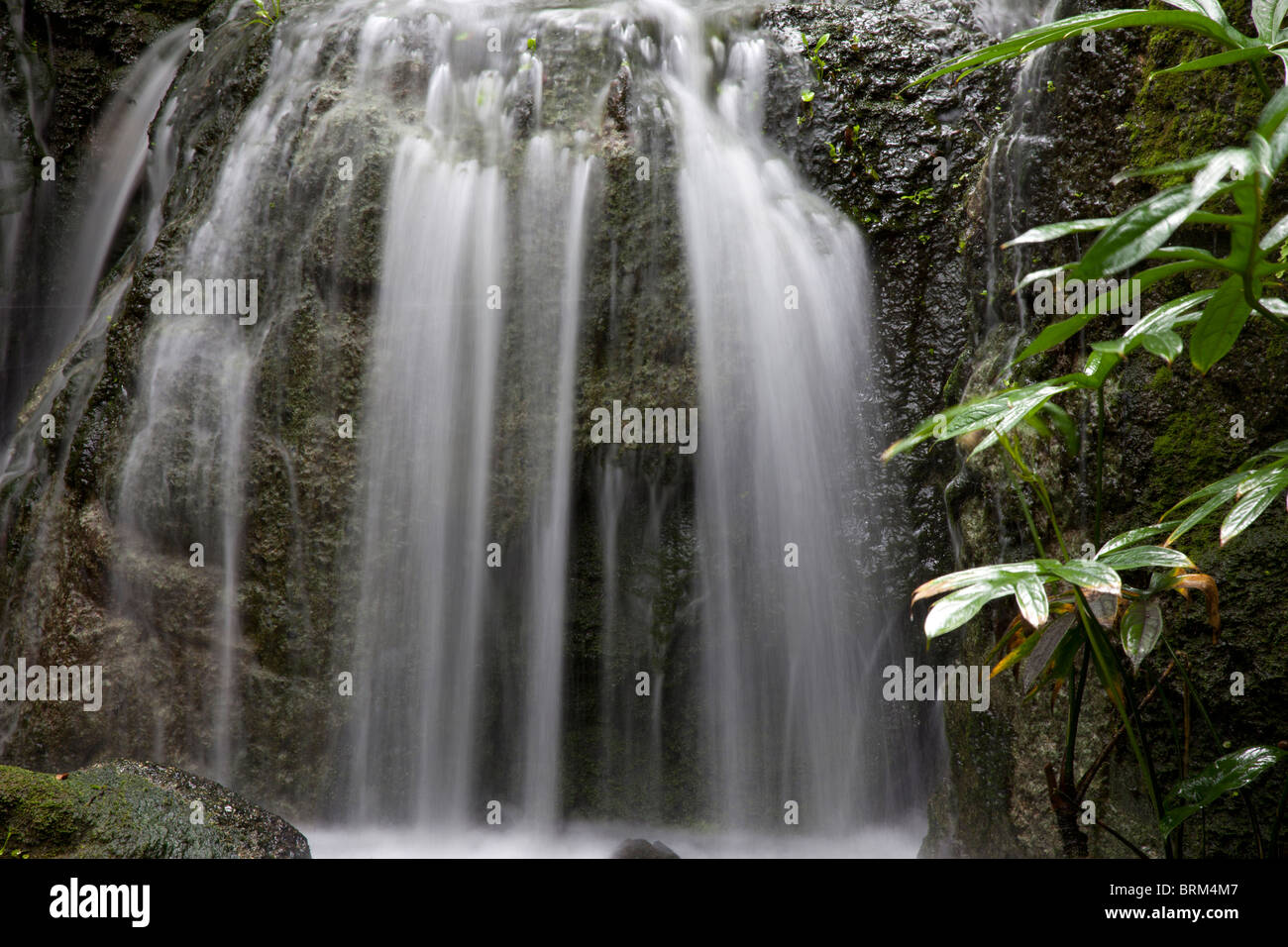 Costa rica rain forest hi-res stock photography and images - Alamy