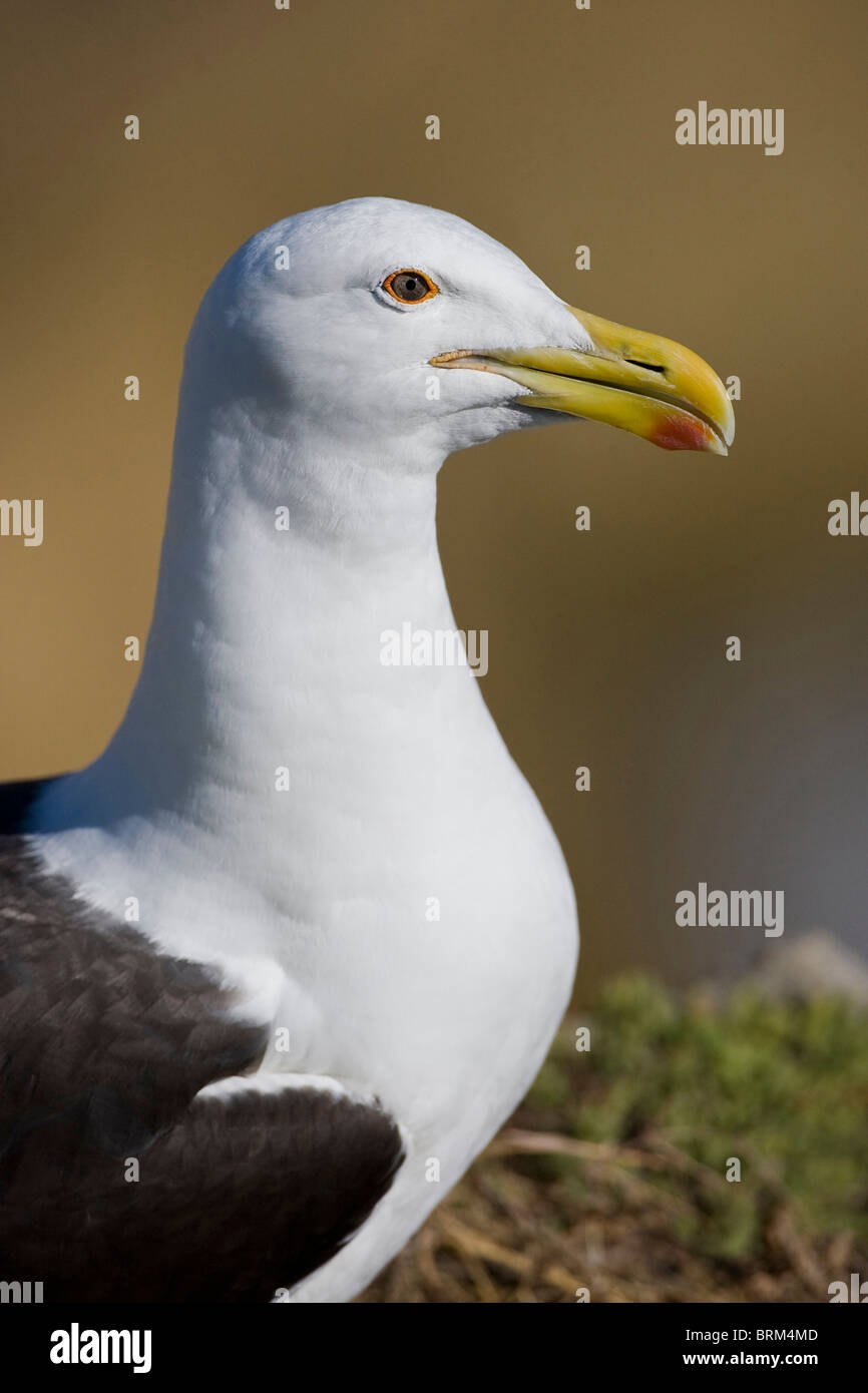 Kelp gull portrait side view Stock Photo - Alamy