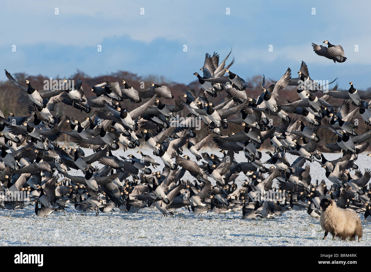 Solway firth bird birds winter snow flock group geese hi-res stock ...