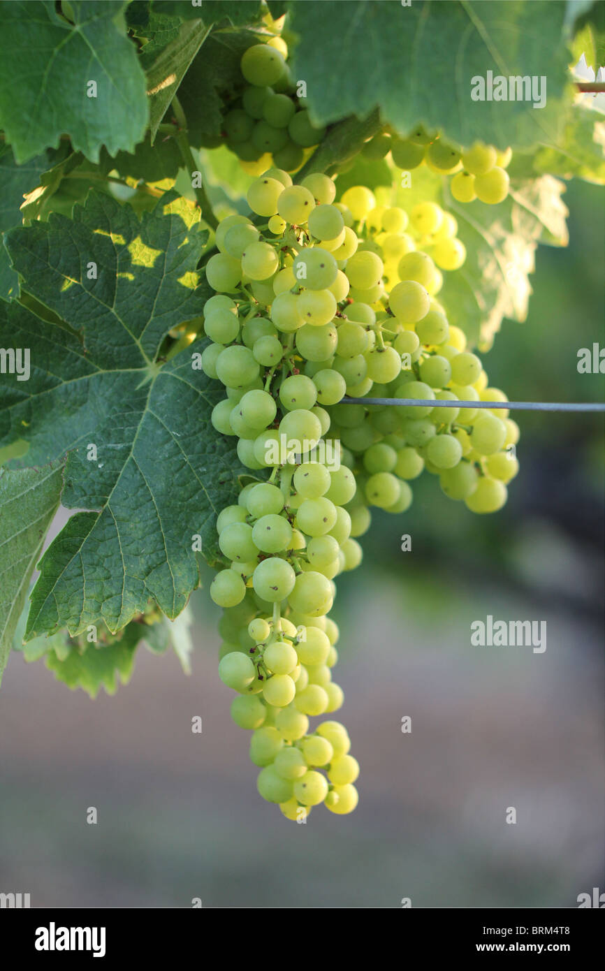 White Grapes on the Vine Stock Photo - Alamy