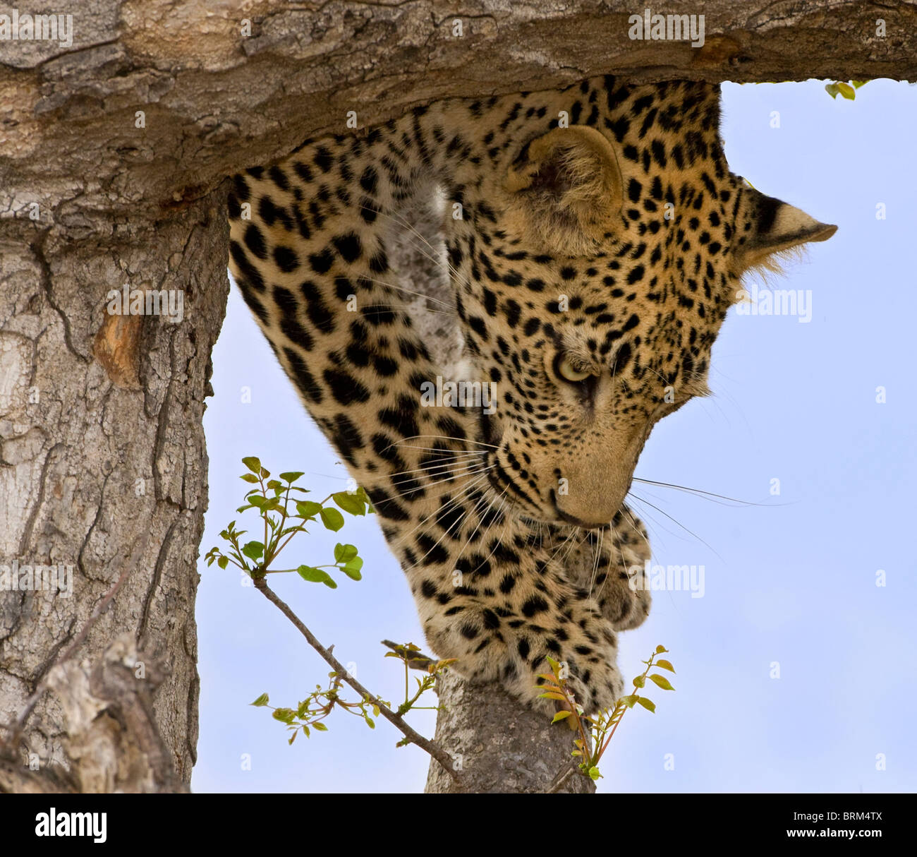 Portrait of a Leopard climbing down a tree Stock Photo - Alamy