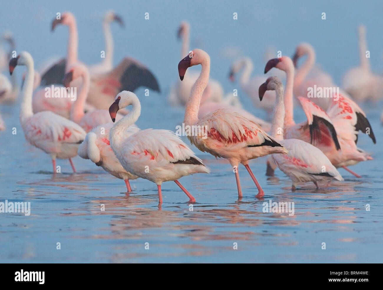 Lesser flamingo standing in water Stock Photo - Alamy