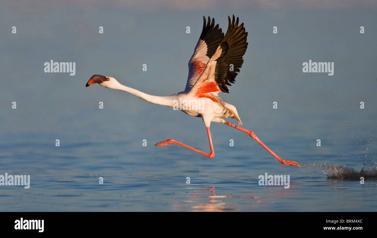 Lesser flamingo preparing to take flight Stock Photo - Alamy