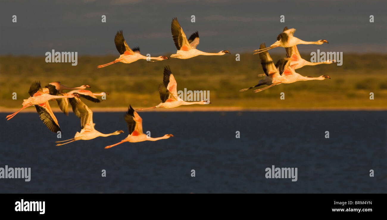 Lesser flamingo flock in flight over water Stock Photo - Alamy