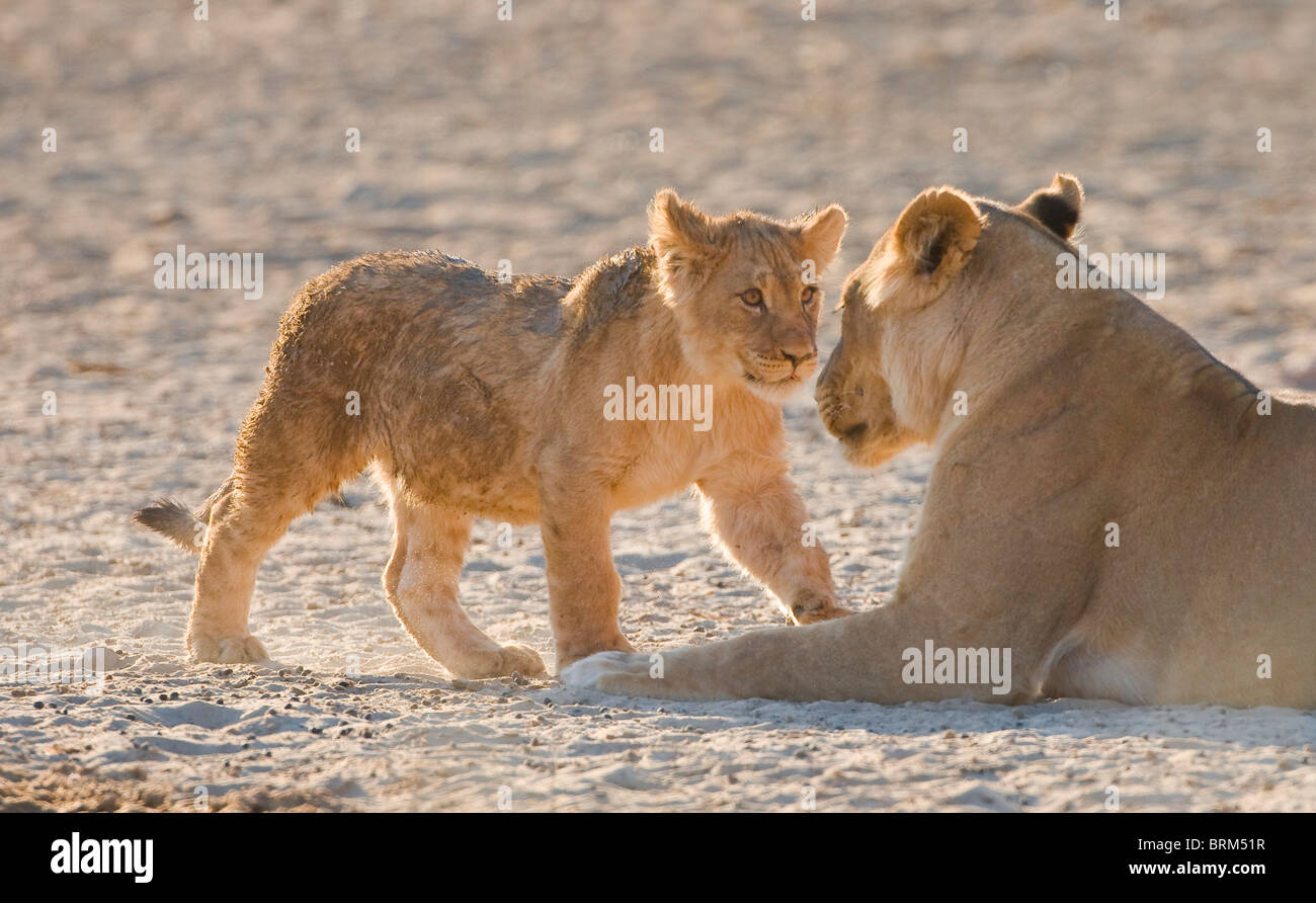 Mother lion and cub hi-res stock photography and images - Alamy
