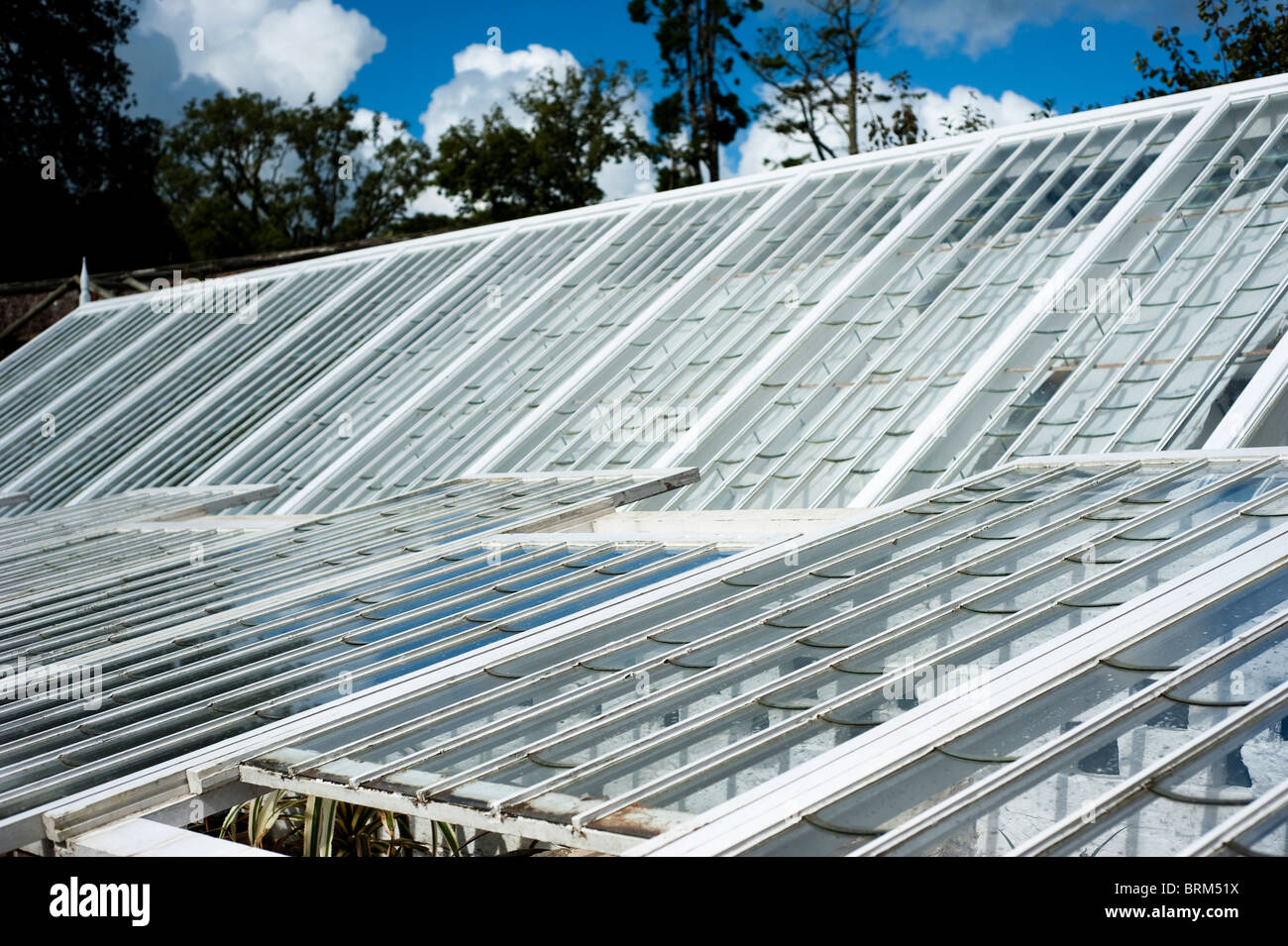 Pineapples growing in the Pineapple Pit at The Lost Gardens of Heligan ...
