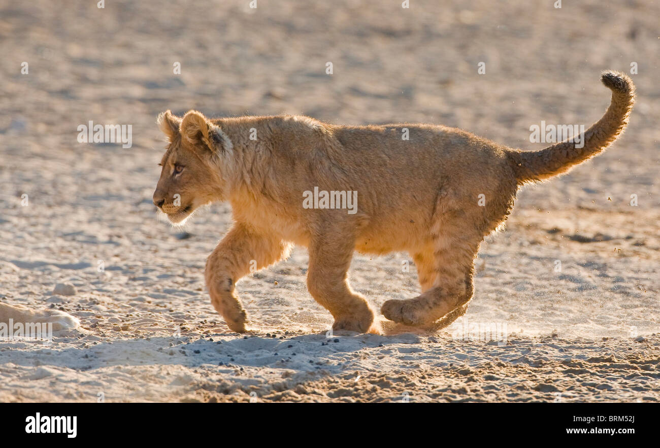 Lion Cubs Running